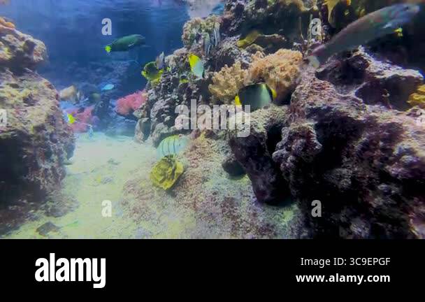 Vibrant underwater scene shows fish Stock Videos & Footage - HD and 4K ...