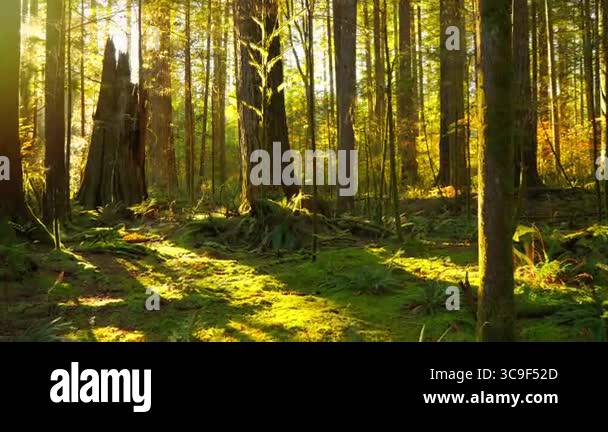 Moving through the lush green forest at sunset. Stunning Canadian ...