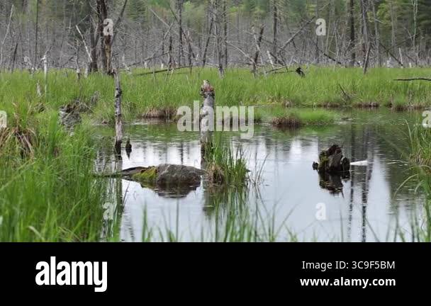 Slow pan of marshy dead tree filled swamp Stock Video Footage - Alamy