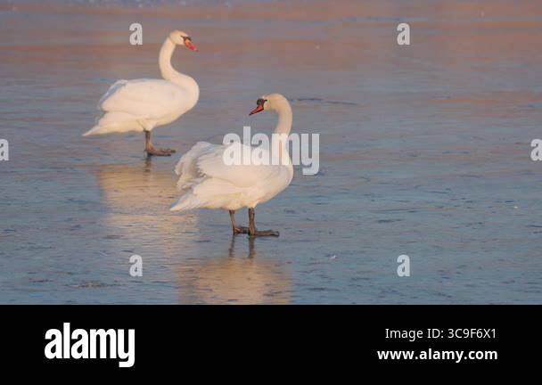 Two white swans stand on a frozen surface, one preening its feathers. A ...