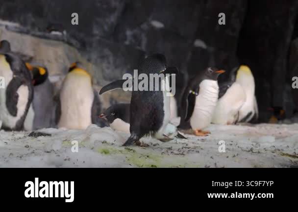 Visitors enjoy watching penguins as they waddle around their snowy ...