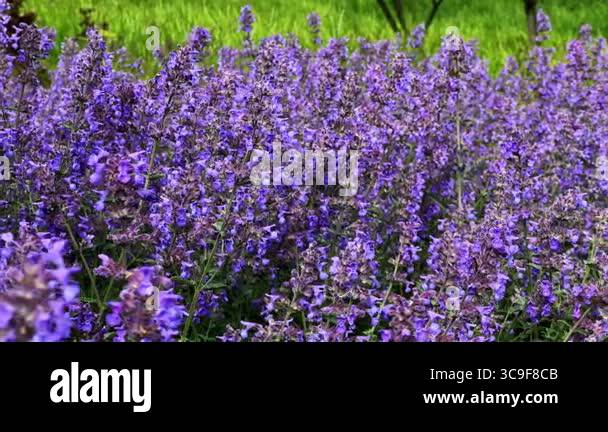 Close up panorama of the catmint (Nepeta cataria, catnip) flower spikes ...