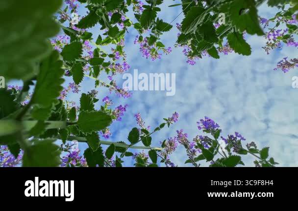A ground up view of flowering catmint (Nepeta cataria, catnip) and ...