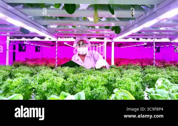 Woman scientist monitoring hydroponic lettuce growth under pink LED ...