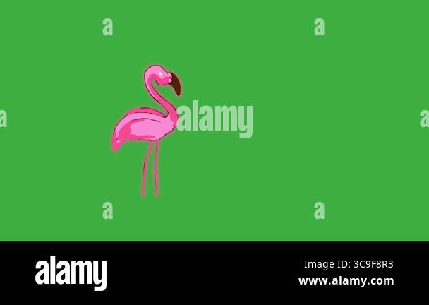 Animation video cartoon flamingo moving on green screen background ...