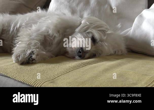 Maltese puppy sleeping home Stock Videos & Footage - HD and 4K Video ...