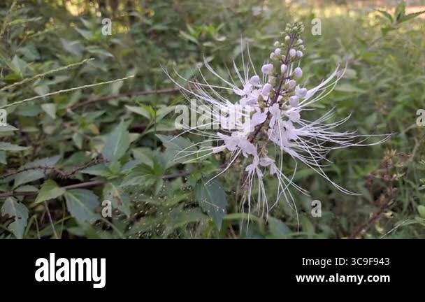 Orthosiphon aristatus Plant Blowing in Morning Wind, Home Garden Pot ...