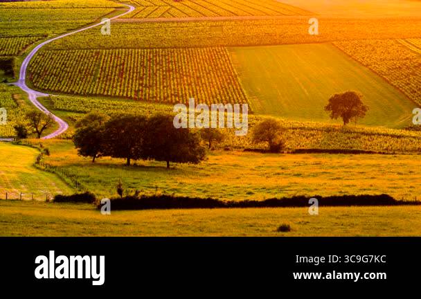 Vineyards landscape in sunset light, jura wine region, bourgogne ...