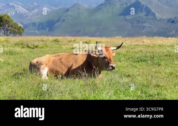 A brown cow with large curved horns rests peacefully in a lush green ...
