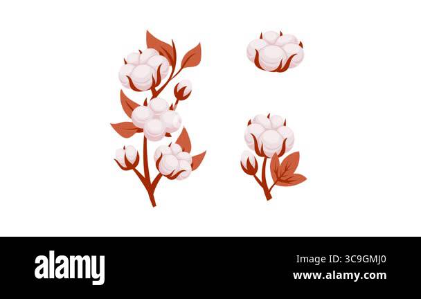 Cotton plant animation isolated on white and green screen background ...