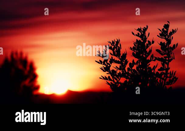 Plant bush against bokeh background of sunset orange red color sky ...
