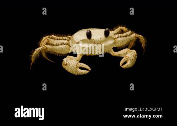 Sea Crab Element with Alpha Channel Stock Video Footage - Alamy