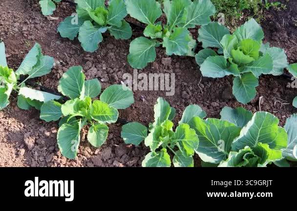 Green cabbage growing in garden, drip irrigation providing optimal ...