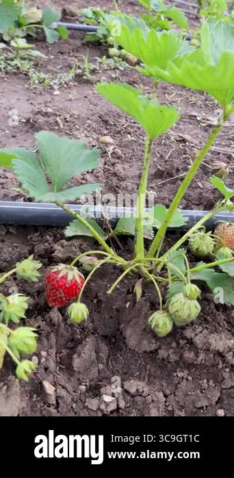 Strawberry plants bearing red and green fruits in agricultural field ...