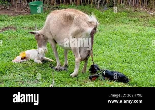 horizontal video from rear view of goat with one newborn baby goat just ...