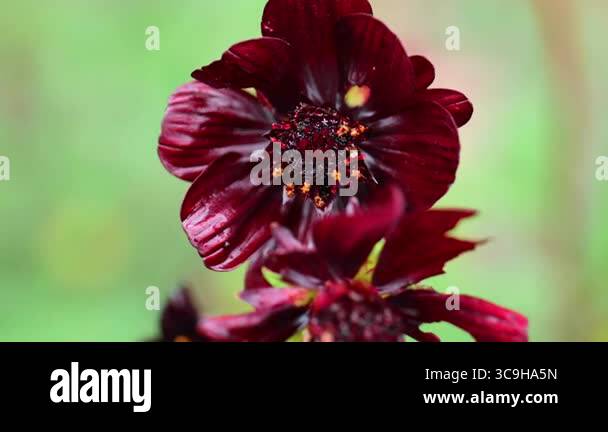Chocolate cosmos flower.Dark flower with chocolate aroma.Cosmos ...