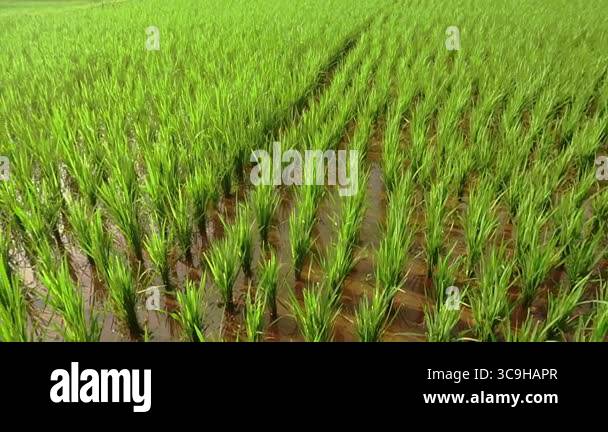 A lush green rice field with rows of young rice plants growing in water ...