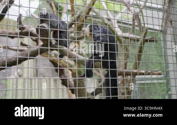 Monkeys zoo enclosure habitat Stock Videos & Footage - HD and 4K Video ...