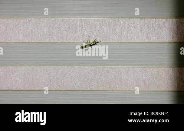 A praying mantis crawls on a striped wall. The mantis is light green ...