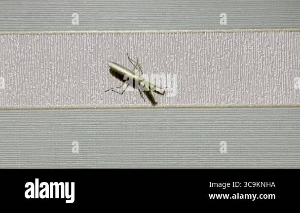 A praying mantis sits on a striped wall. The mantis is light green and ...