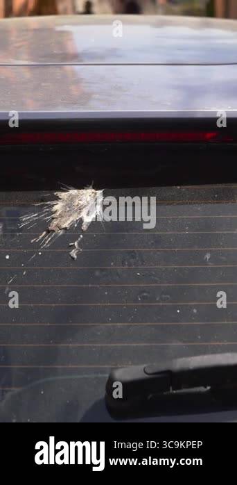A large bird dropping stains the rear window of a parked car Stock ...