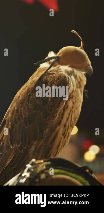 A hawk wearing a hood stands still, preparing for falconry training ...