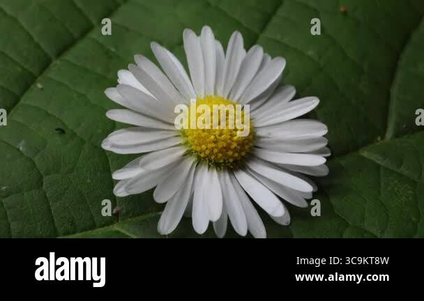 Marguerite flowers bouquet daisy family Stock Videos & Footage - HD and ...