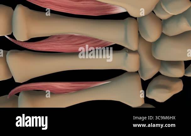 Palmar interossei muscle anatomy for medical concept 3D animation Stock ...