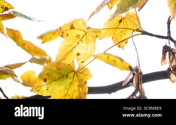 Yellow autumnal tree leaves blowing in breeze against white bright ...