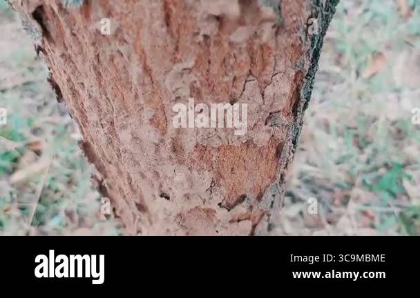 A tree trunk with its outer shell visibly damaged and eaten by termites ...