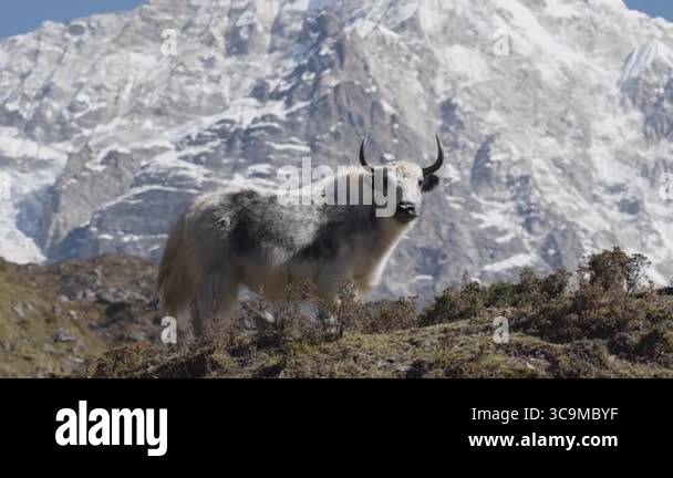 A big white Yak Cow standing tall aganst snowy mountains and rugged ...