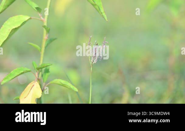 Cynodon dactylon grass flower. Its other names Bermuda,Dhoob,durva ...