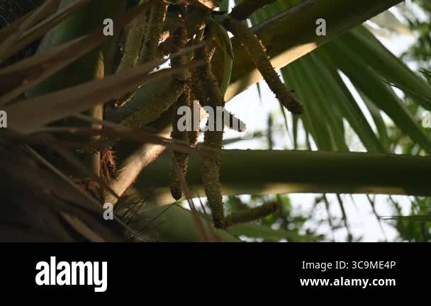 Borassus flabellifer flower. Its common namesdoub palm,palmyra palm ...