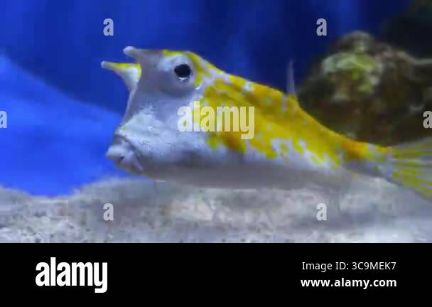 Longhorn cowfish, Lactoria cornuta or horned boxfish - species of ...