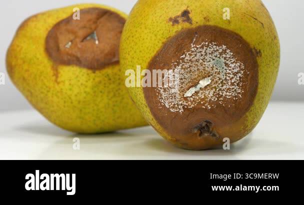 Overripe and rotten pears. Pears covered with mold. Rotten pears ...
