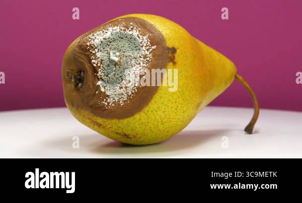 Process of spoiling the fruits. Rotten pear covered with mold on pink ...