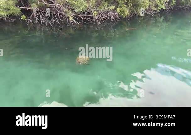 Turtles in the peaceful lake Kournas near Georgioupoli, Chania, Crete ...