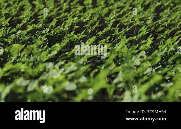 A detailed closeup view of the vibrant green crops that are flourishing ...