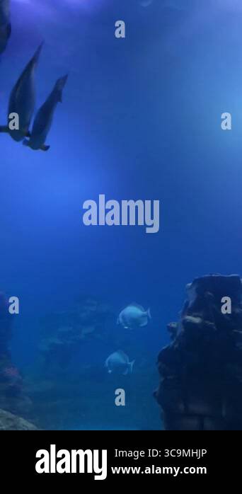 School of fish swimming in deep blue aquarium tank Stock Video Footage ...