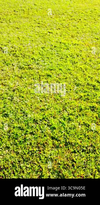 Lush green grass field swaying gently in the breeze captured during ...