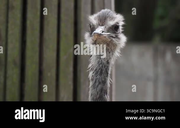 Australian ostrich close up portrait Stock Video Footage - Alamy