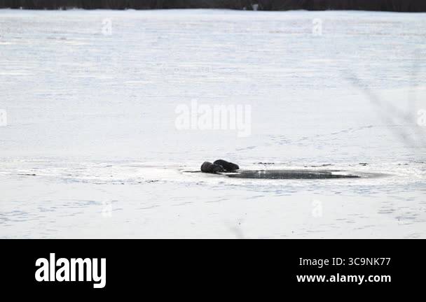 River otter in the winter Stock Video Footage - Alamy