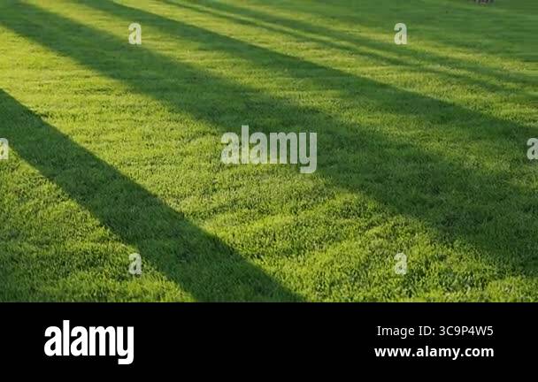 A vibrant green lawn showcasing long, soft shadows, perfect for ...