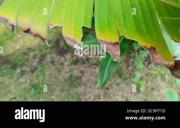 Banana leaves dry at the tips. This is caused by the Cordana musae ...