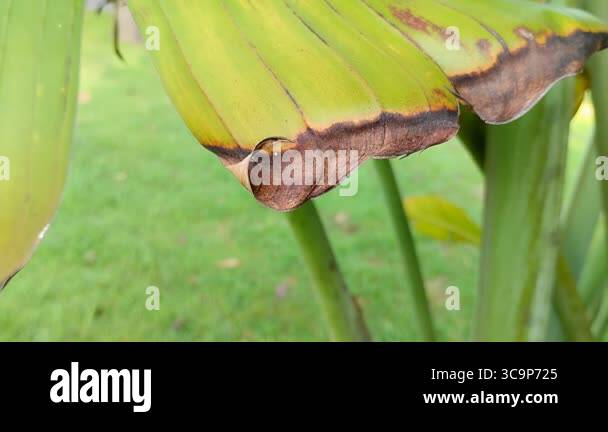 Banana leaves dry at the tips. This is caused by the Cordana musae ...