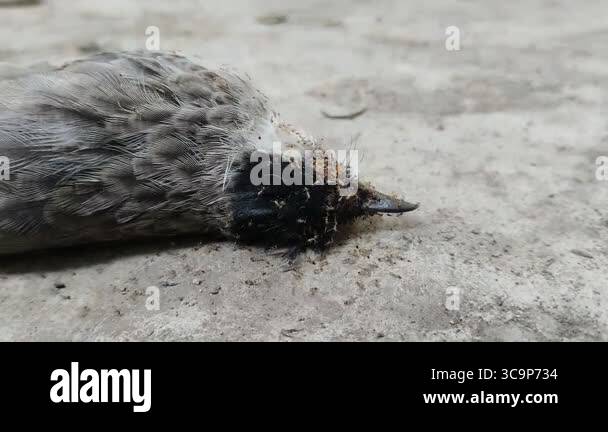 bird carcass eaten by ants. Ants play a role in accelerating the ...