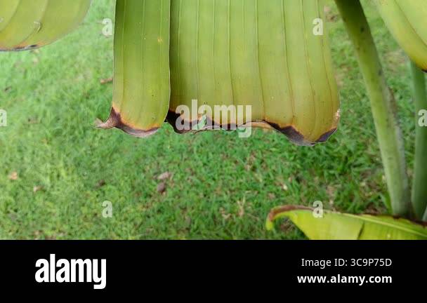 Banana leaves dry at the tips. This is caused by the Cordana musae ...