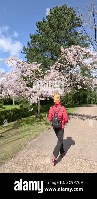 A woman walks along an alley in a park with flowering trees Stock Video ...