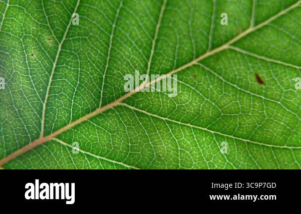 Close up macro of a green leaf showing detailed vein structure and ...