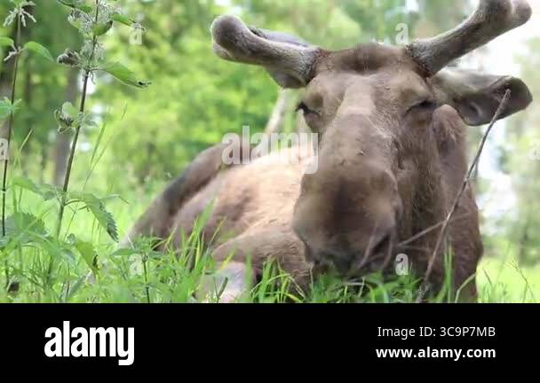 Portrait of a moose close-up. The moose is resting lying in the grass ...